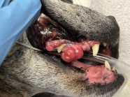 Oral Tumors In Cats And Dogs Treatment Near St Louis Missouri Oral Tumors In Cats And Dogs Treatment Near St Louis Missouri